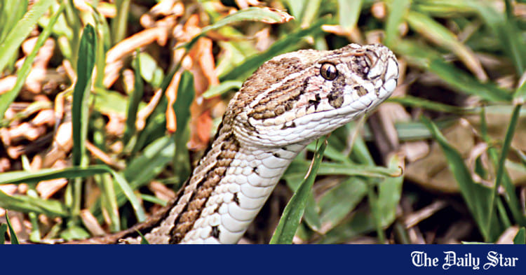 Russell’s Viper Misinformation Killing Snakes | The Russell’s viper ...