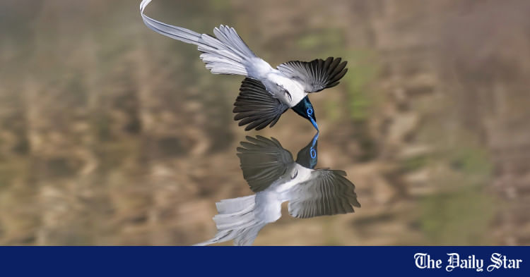 Nature quest: The Doodhraj's dive | The Daily Star