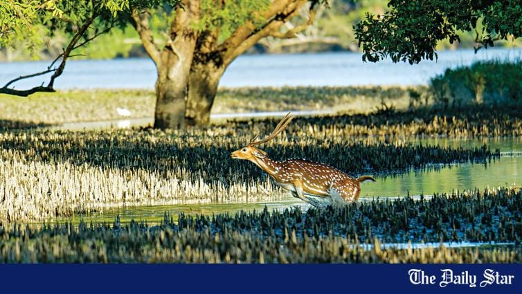 Deer Dash! | The Daily Star