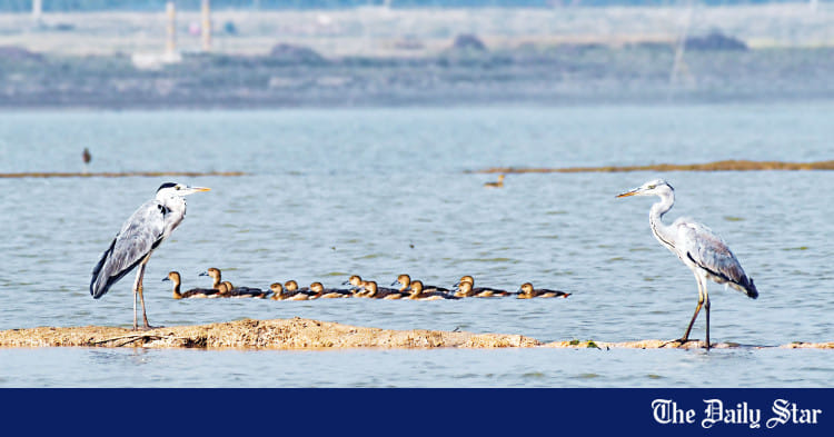 Best Bird Photography Spots in Bangladesh | Capturing the avian wonders ...