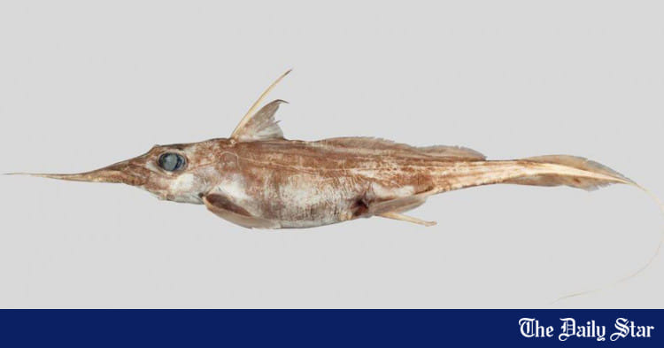 New Zealand scientists discover ghostly 'spookfish' | The Daily Star