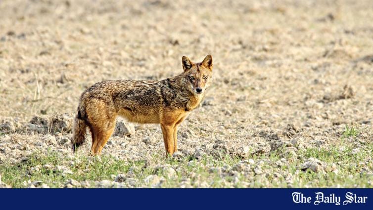 THE HISTORIC HOWLERS … | The Daily Star