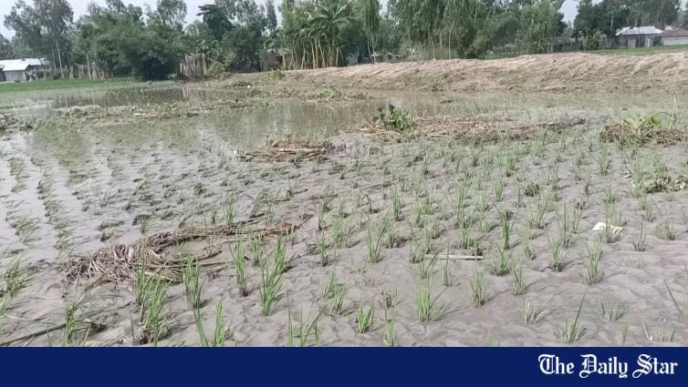 Teesta River Flooding Impact | Teesta floods bury arable land in sand ...