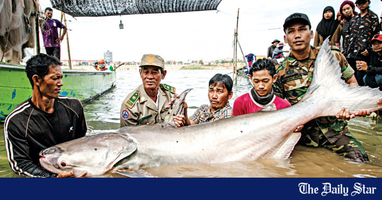 Six rare giant catfish surface in Cambodia | The Daily Star