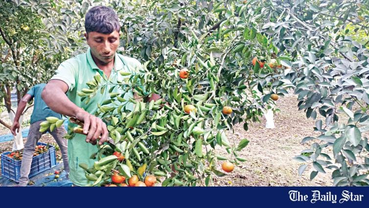 Orange, malta farming on the rise | The Daily Star
