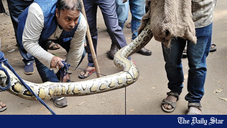 7-feet long python rescued in Ctg BRTA office