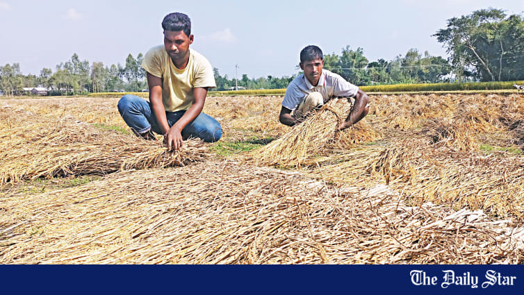 Paddy on tobacco land: Aman output on decline | The Daily Star