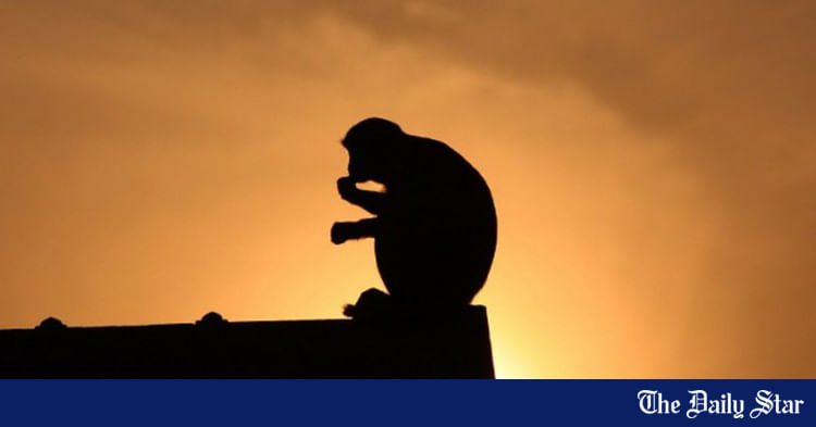 Monkey causes nationwide blackout in Sri Lanka | The Daily Star
