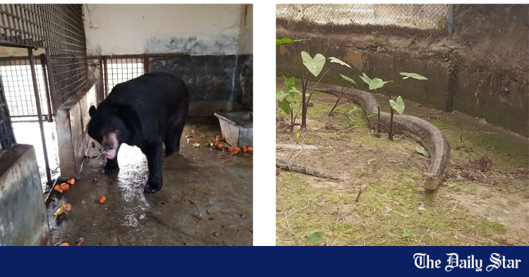 34 rescued animals brought to Gazipur Safari Park | The Daily Star