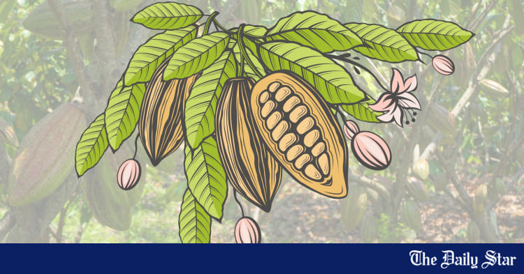 How the cacao tree acts as an early climate alarm bell | Carbon ...