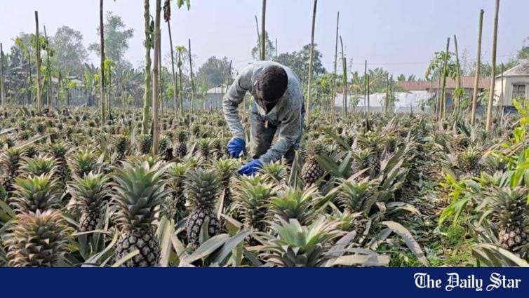 Chemically-treated pineapples raise health concerns | The Daily Star