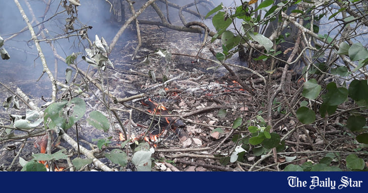 Fire at the Sundarbans: More time needed to fully extinguish flame ...