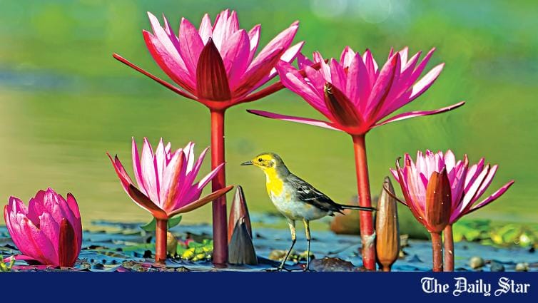 Harbinger of spring | The Daily Star