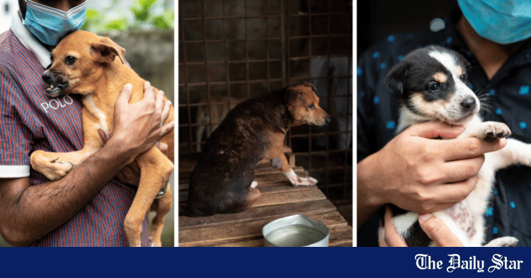 how to help stray animals survive summer heat in Bangladesh | tips to ...