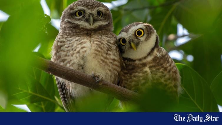Dhaka's birds are disappearing — should we be worried? | The Daily Star