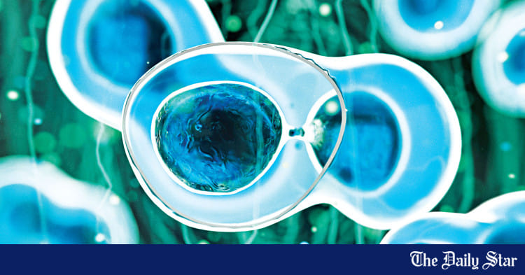 Stem cell-derived islet cells show promise for type 1 diabetes ...