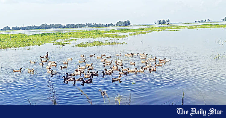 How duck farming reshaped Chalan Beel’s economy | The Daily Star