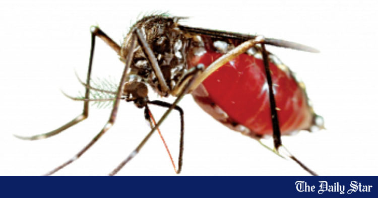 Dengue death today | Dengue fever: 1 dead, 30 hopitalised in 24 hours ...