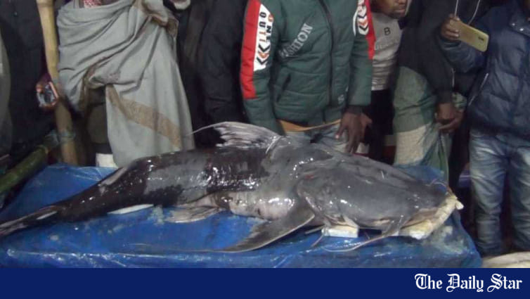 Selling of Baghair at Moulvibazar fish fair draws flak