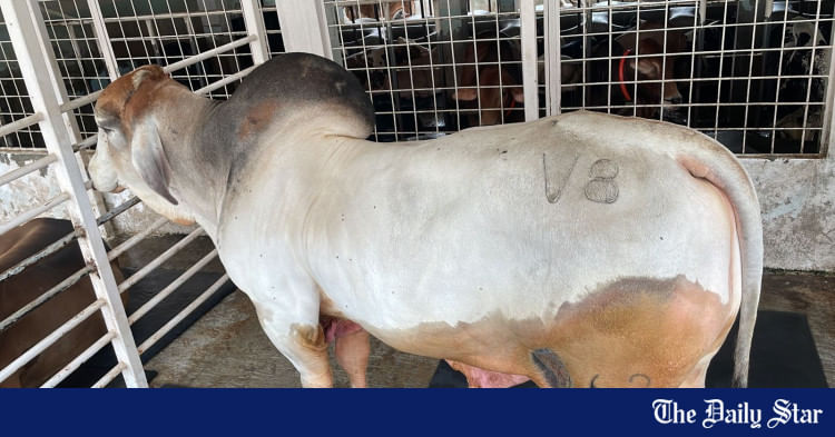 ACC seizes six Brahma cows from Sadeeq Agro | The Daily Star