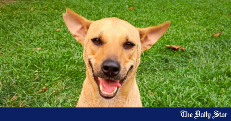 Pet Adoption in Dhaka | Adopt love, reject cruelty: The modern pet life ...