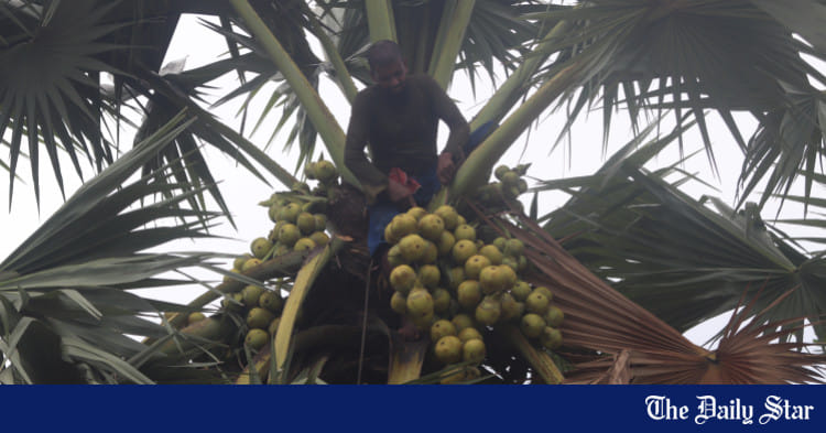 Palm trees bring prosperity to Burirchar residents | The Daily Star