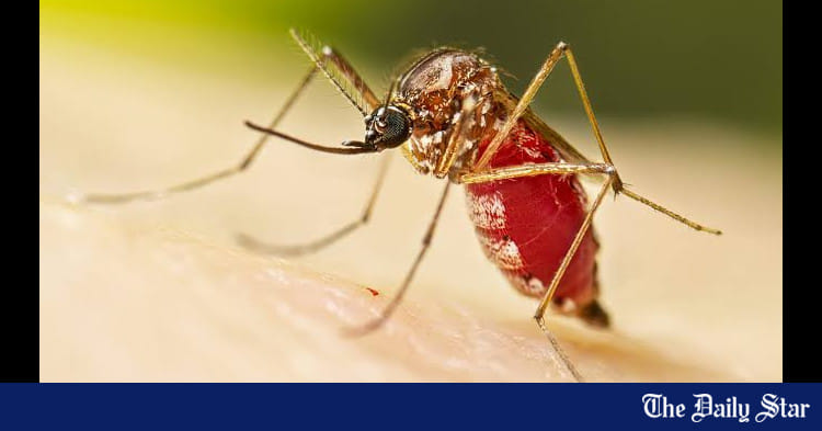 Aedes larvae found in 31% Barguna town homes | The Daily Star