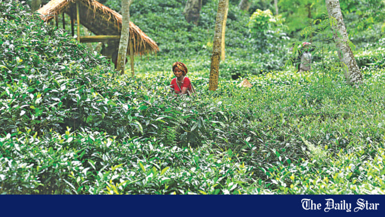 Ispahani tea estate in Habiganj | The Daily Star