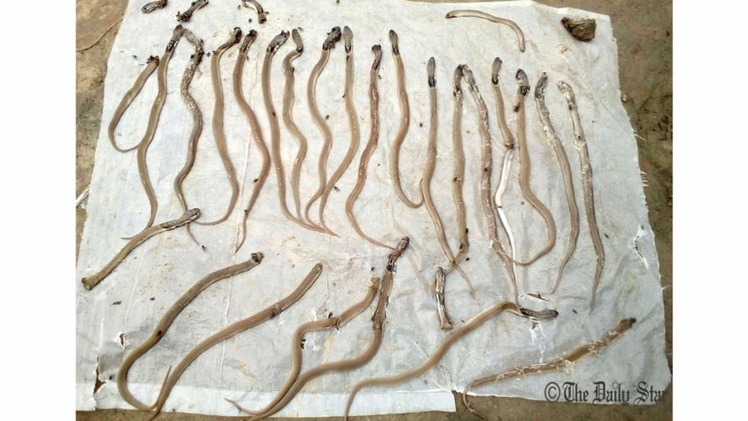 Snakes in walls: House owner kills all 27 in fear