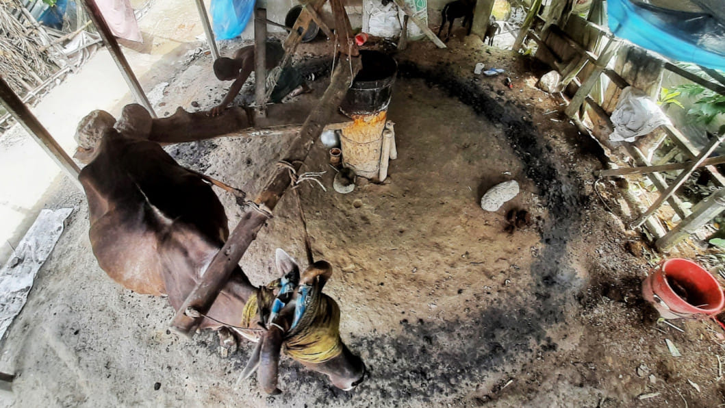 Pure mustard oil directly from traditional cow-driven ghani