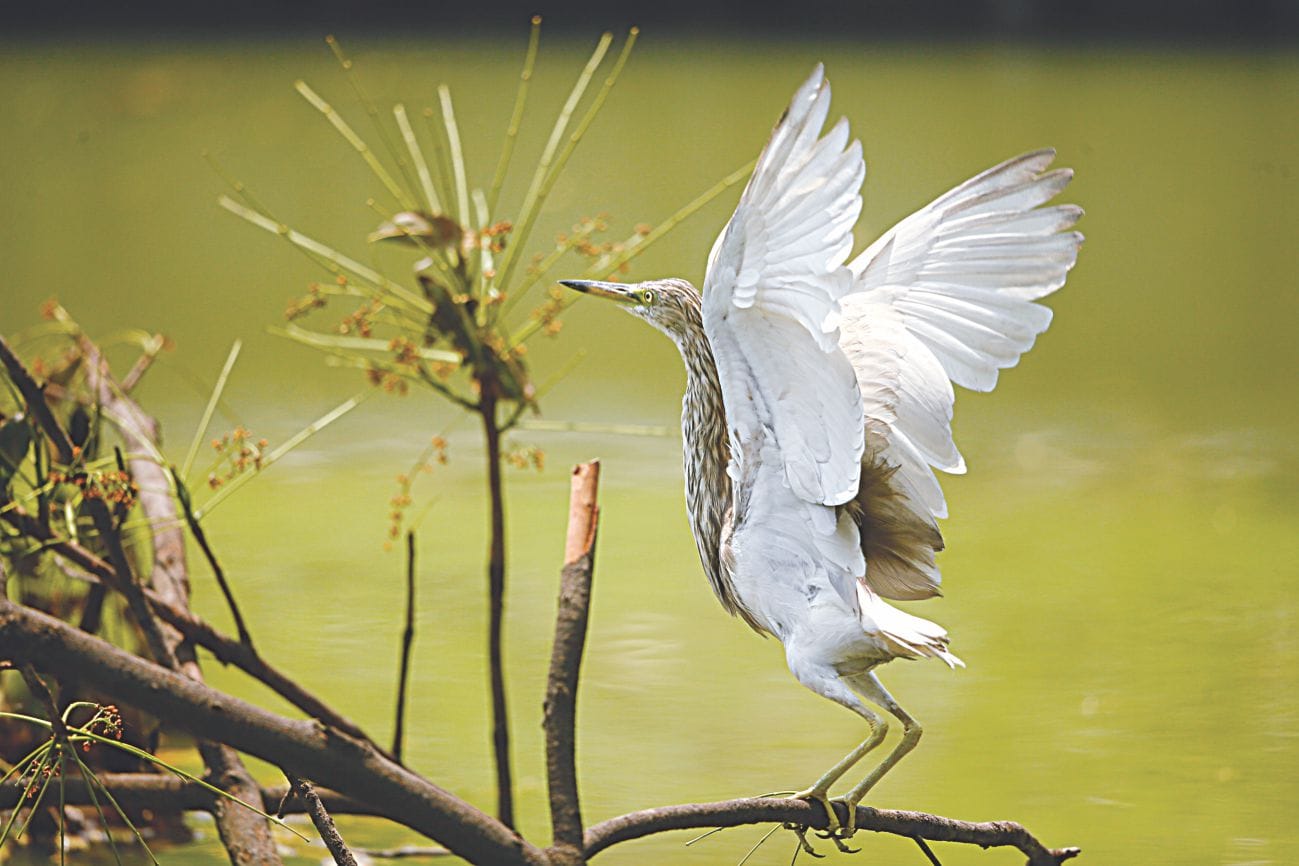 Today's Gallery (2019.04.12) | The Daily Star